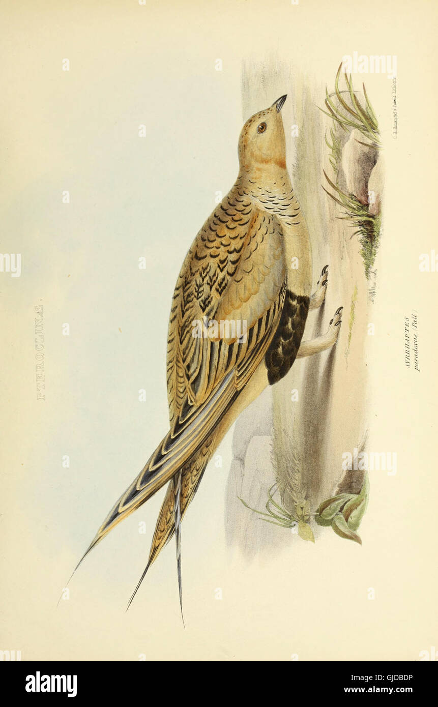 An 1849 ornithological guide to bird genera, including their key ...