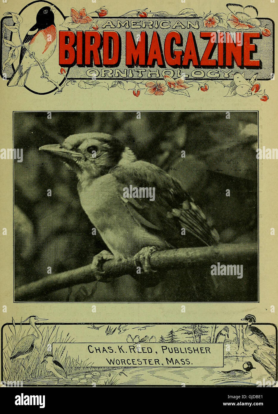 American Bird Magazine (1906) is an ornithological publication ...