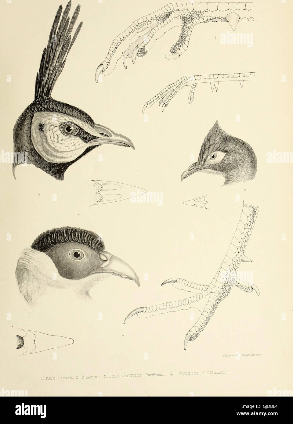 This 1849 work focuses on the classification of bird genera, describing ...