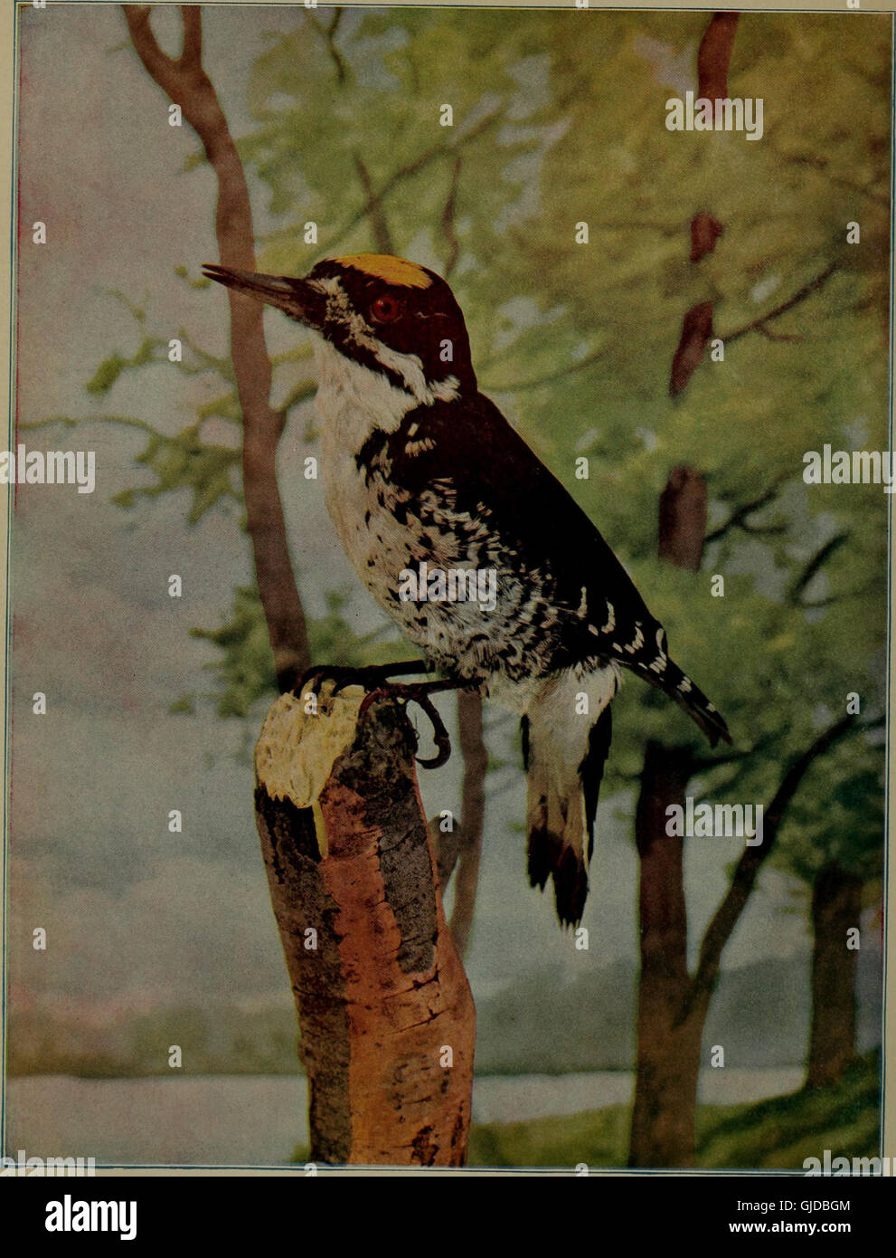 'Birds and Nature' (1906) presents a comprehensive overview of bird ...