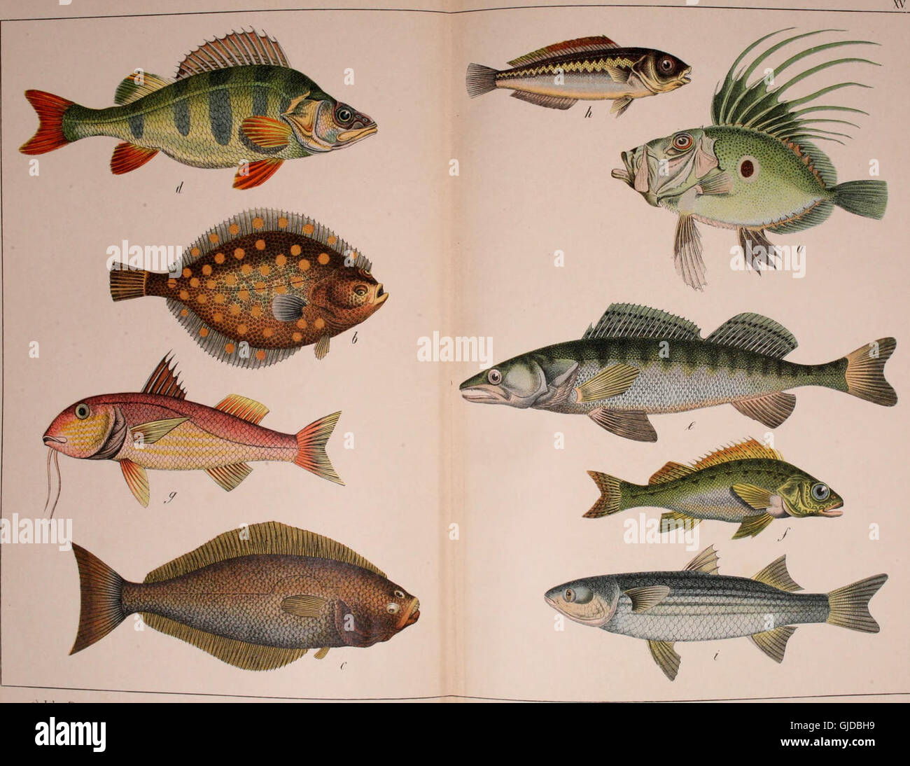 This educational work provides a comprehensive guide to the animal ...