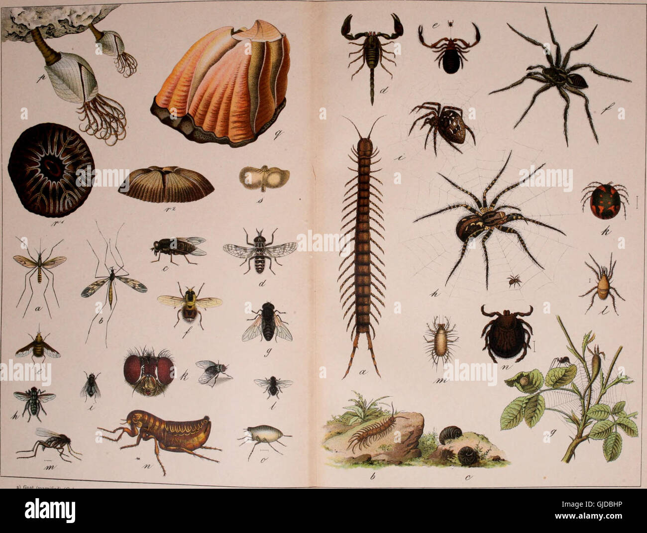 A comprehensive natural history guide for young readers, divided into ...