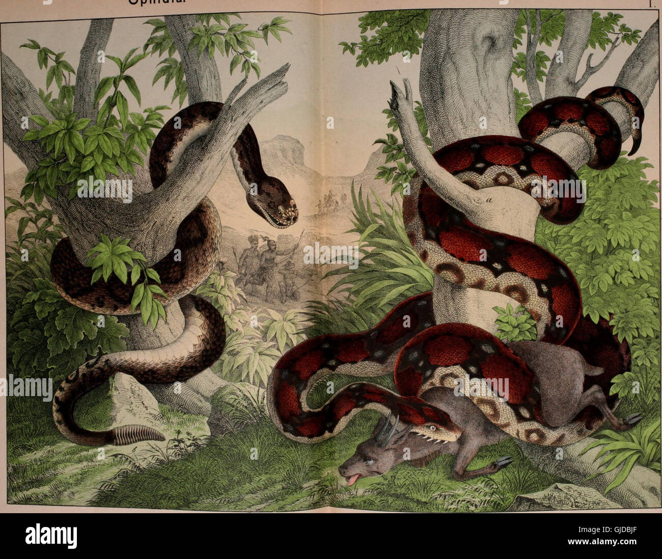 This educational work introduces young readers to the natural history ...
