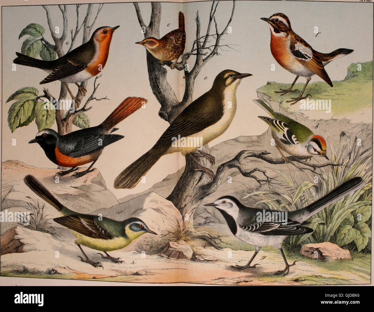 This educational work introduces young readers to the animal kingdom ...