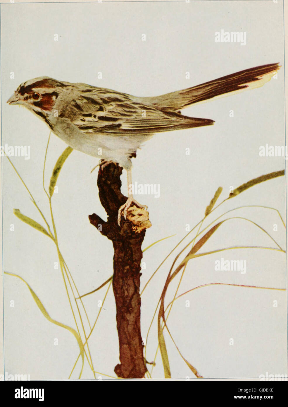 *Birds and Nature in Natural Colors* (1913) provides a detailed ...