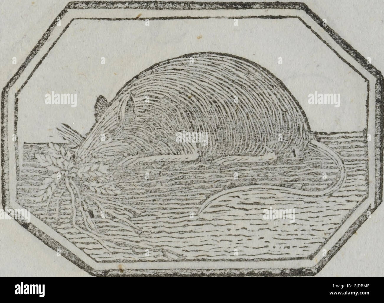 This 1810 work provides an account of various birds and animals ...