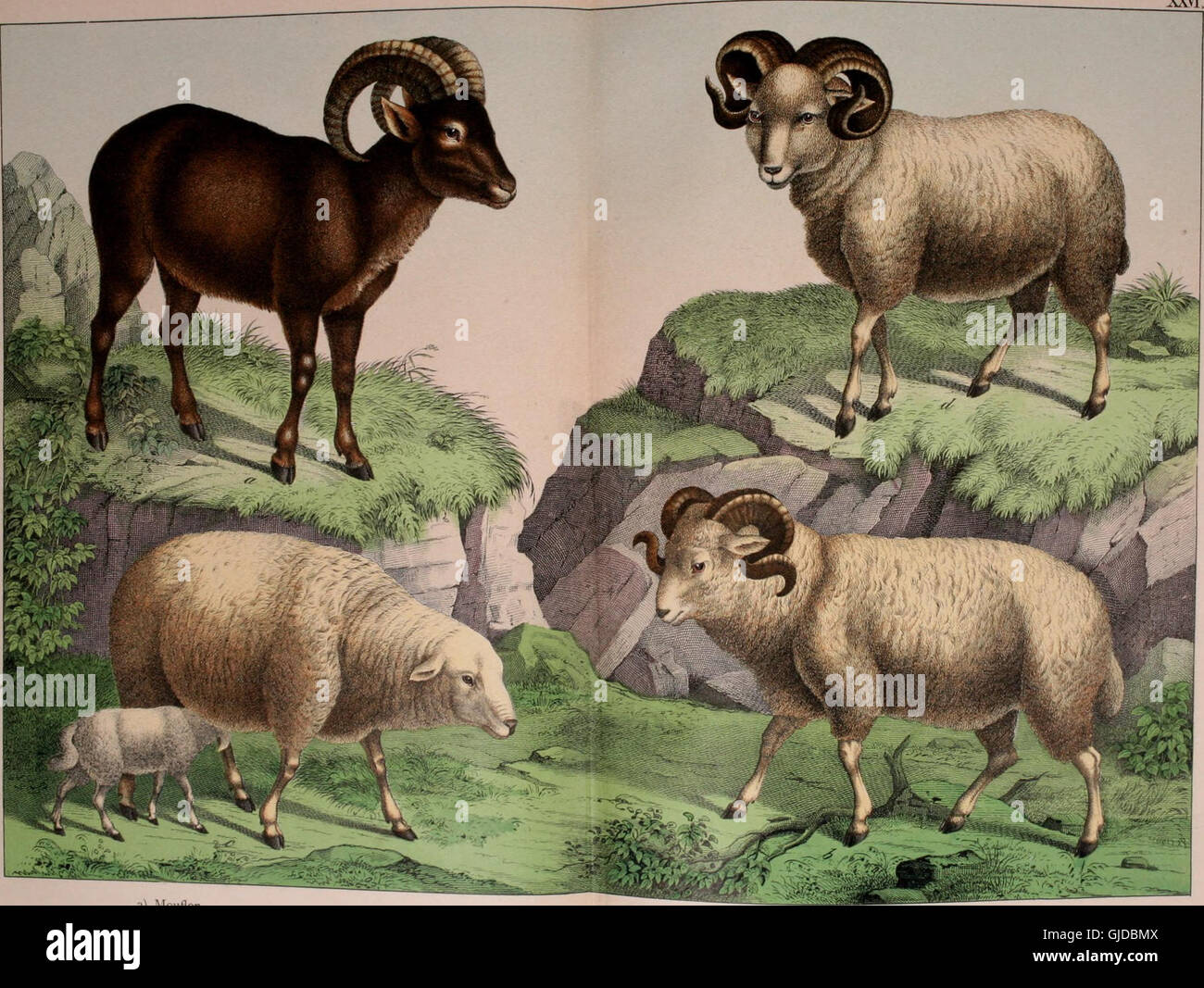 This educational work on the natural history of animals is divided into ...