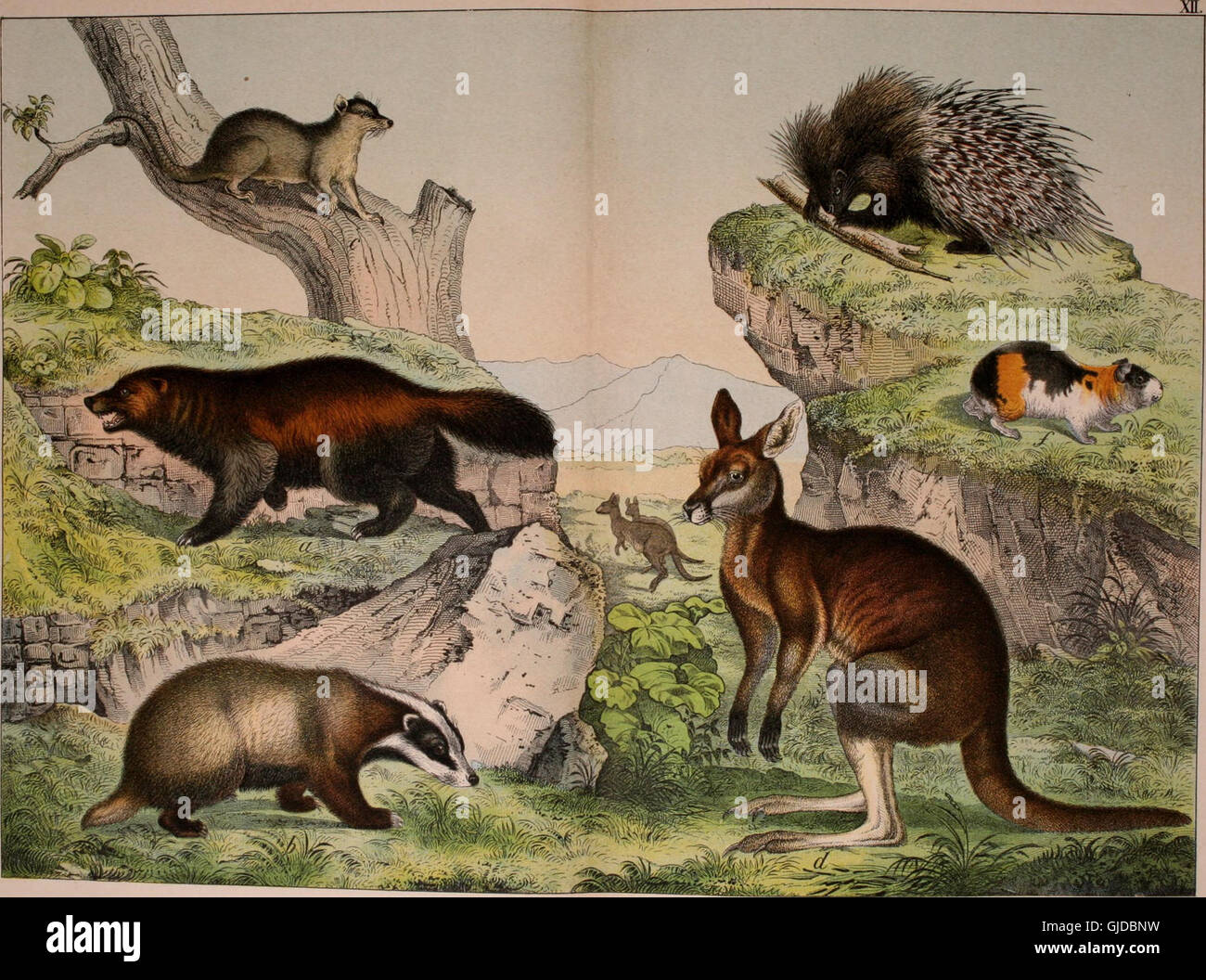This educational work introduces young readers to the animal kingdom ...