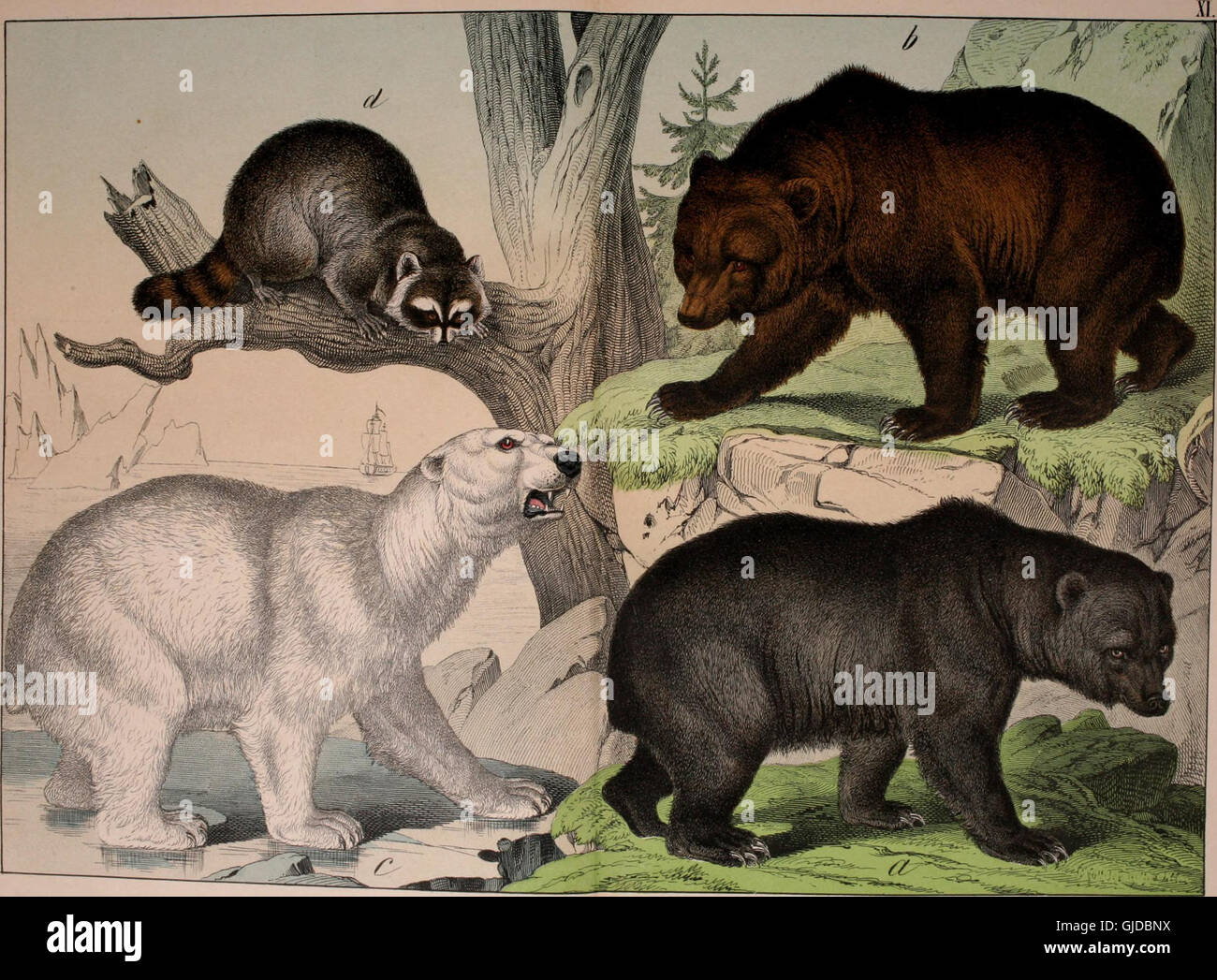 This work presents a comprehensive guide to the animal kingdom, divided ...