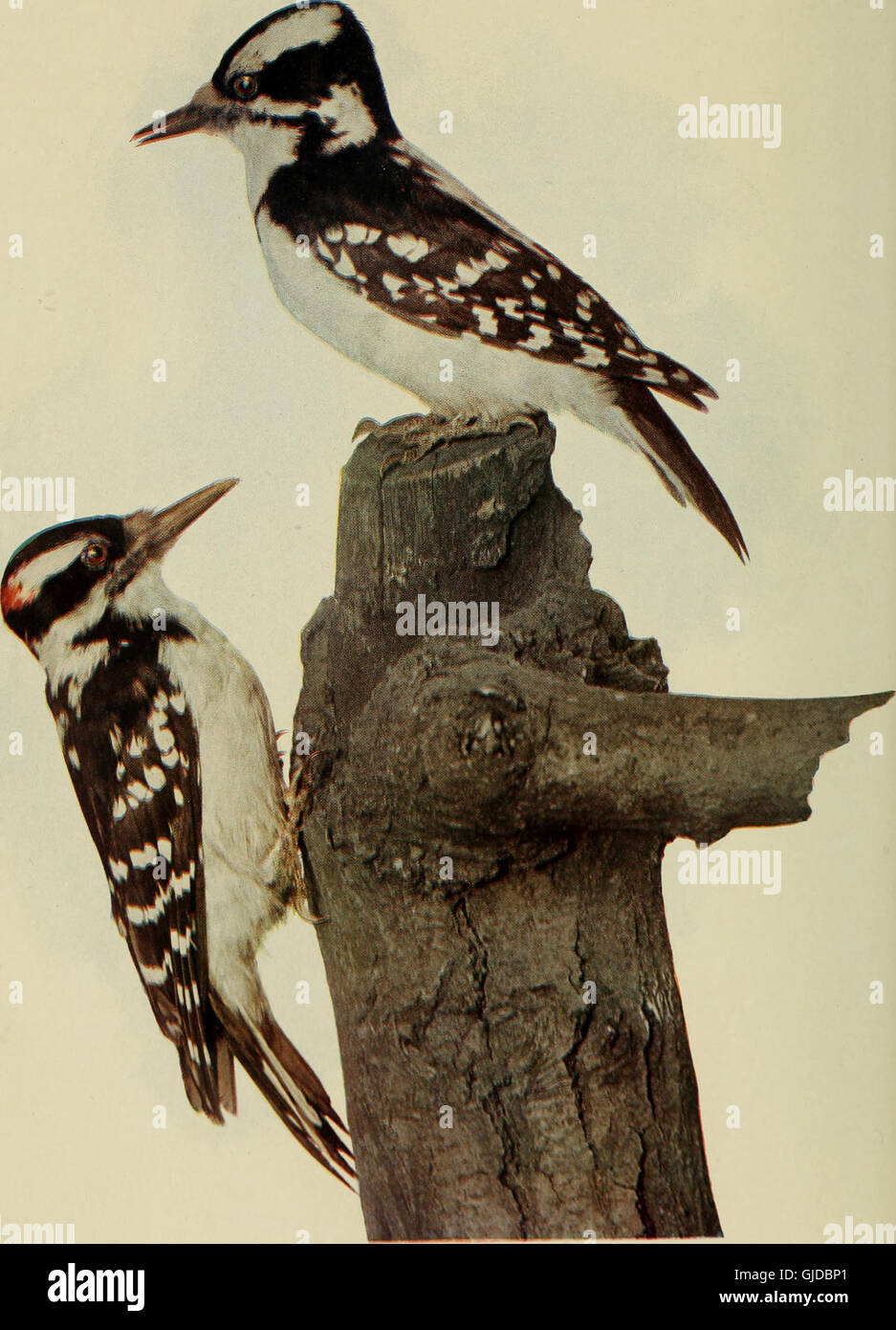 A collection of studies on birds, their natural behaviors, and their ...