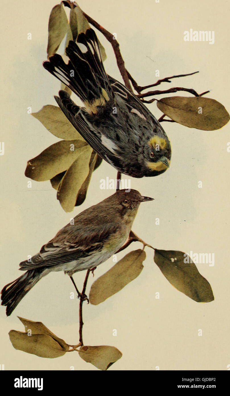 'Birds and Nature' (1902) is a nature journal that focuses on the study ...