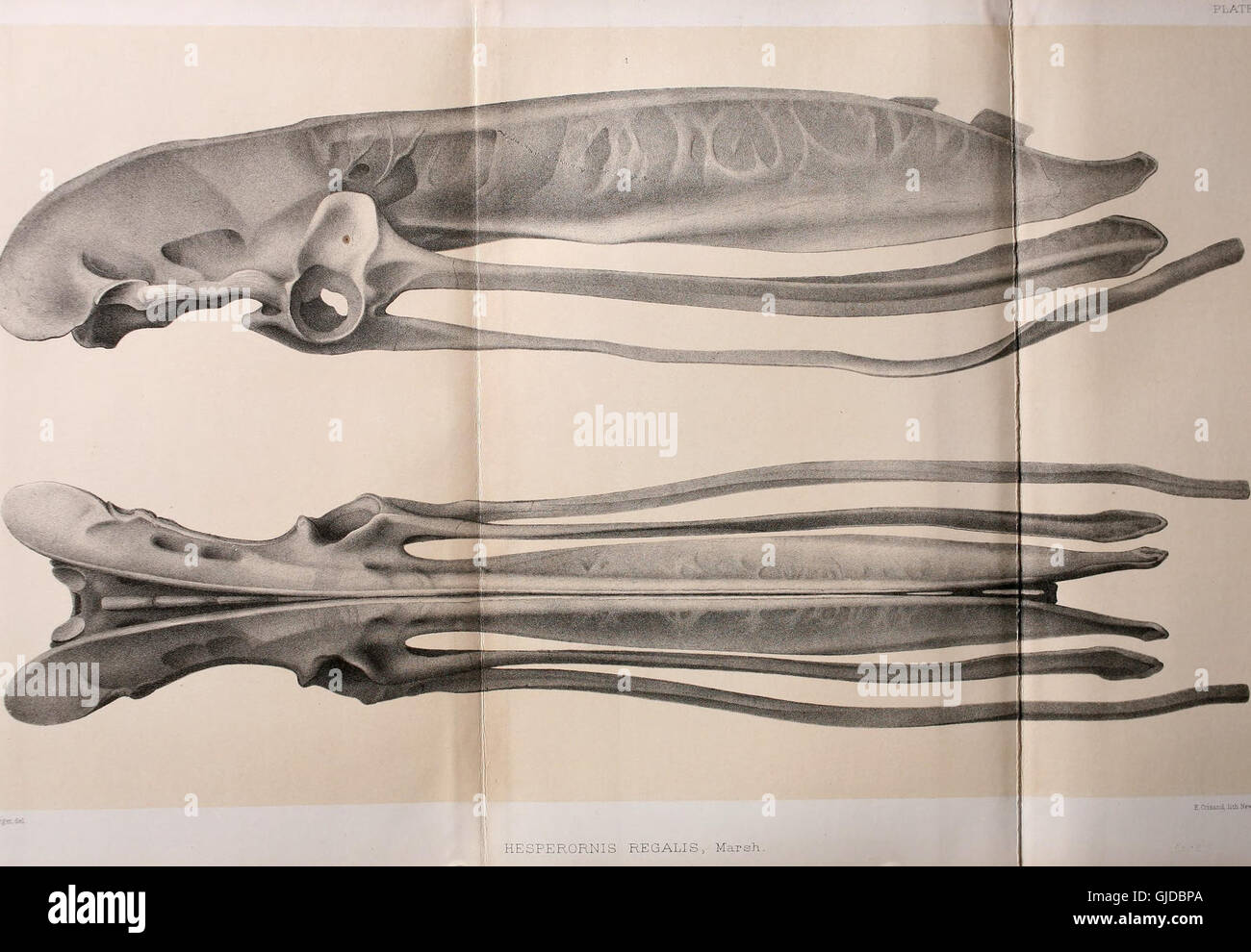 Fortieth parallel survey hi-res stock photography and images - Alamy