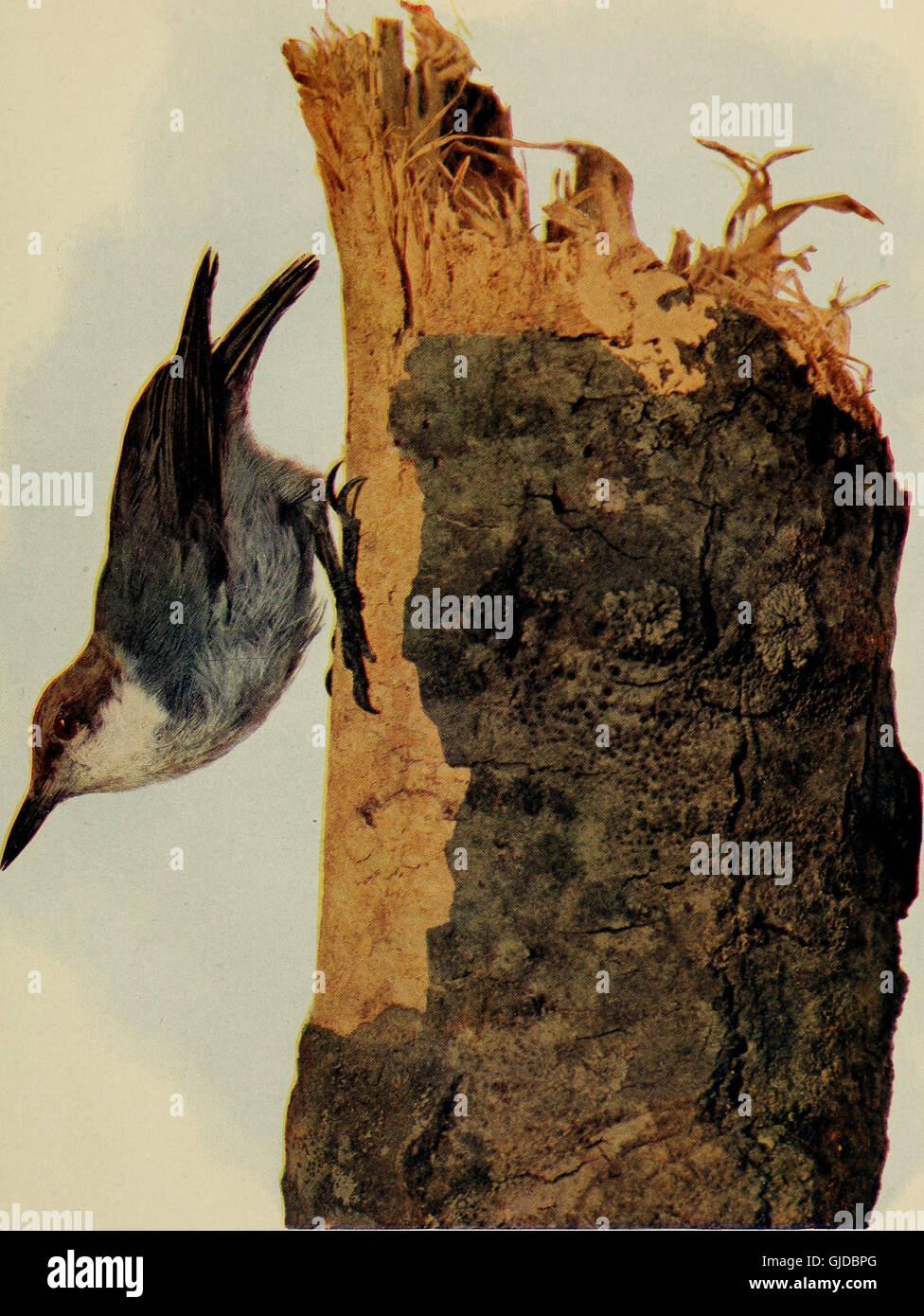 A 1902 publication exploring the relationship between birds and their ...