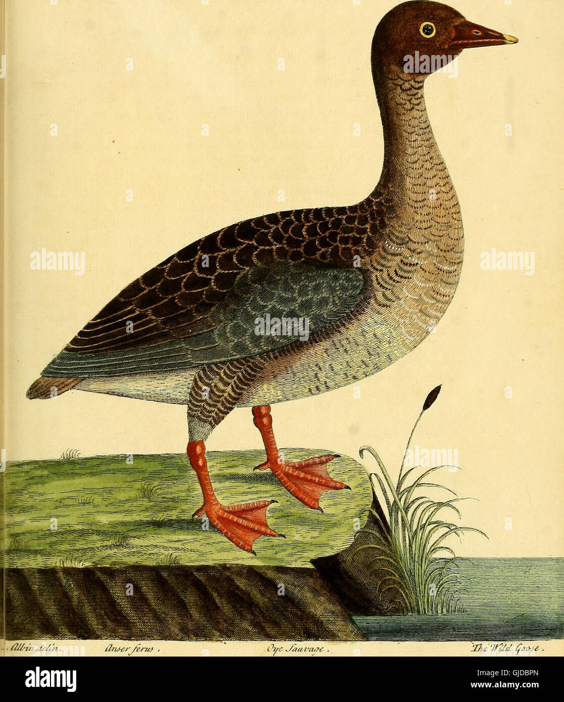 A 1731 ornithological work providing detailed descriptions and ...
