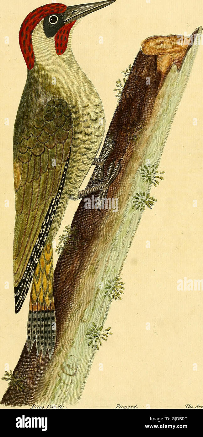 *A Natural History of Birds* (1731) is a detailed ornithological work ...