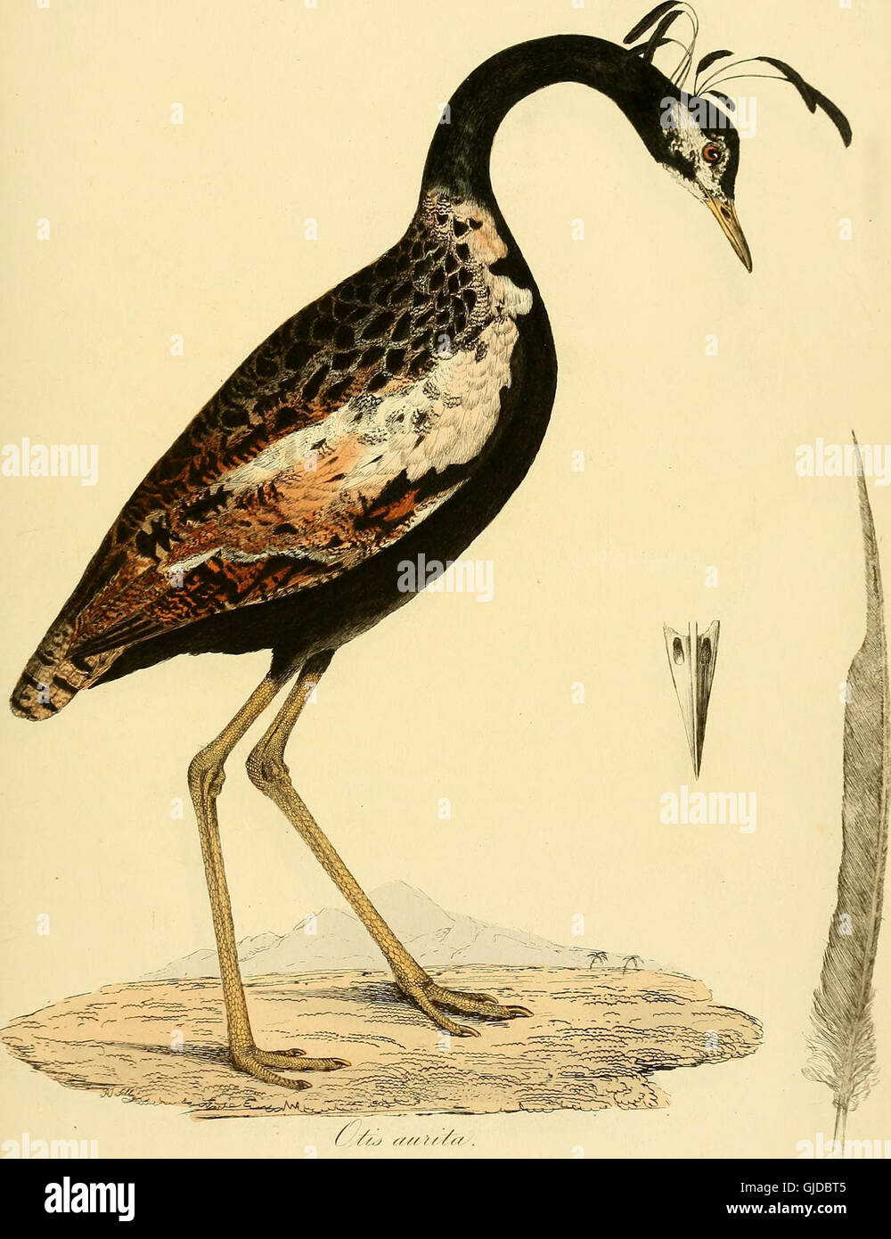 This 1826 work features detailed illustrations of birds, offering scientific depictions and ...
