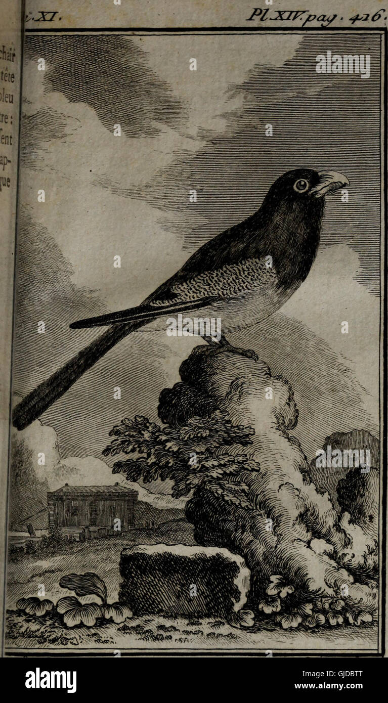A 1780 publication on the natural history of birds, detailing species ...
