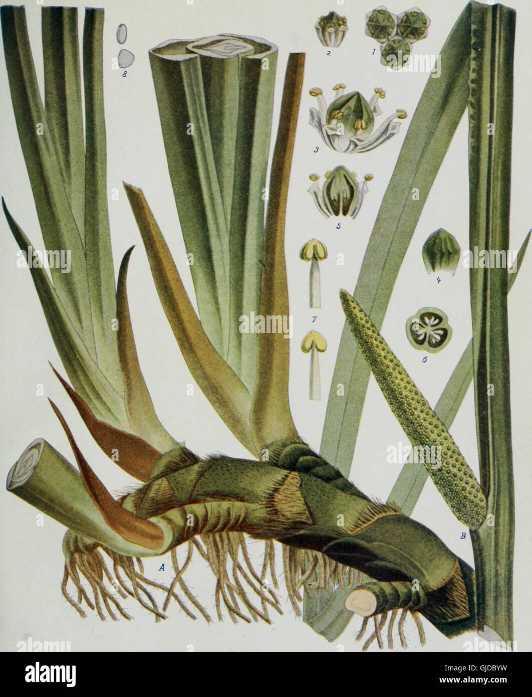 This work features articles and color photographs of birds, plants ...