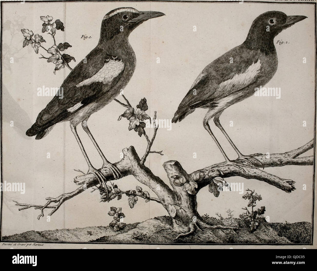 This work provides a detailed taxonomy of birds, categorizing them into ...