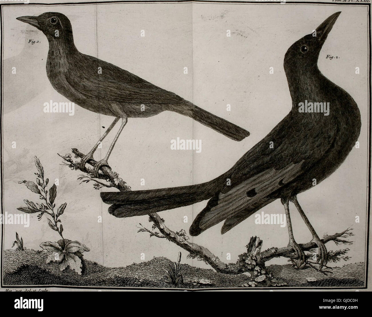 This work on ornithology details the classification of birds into ...