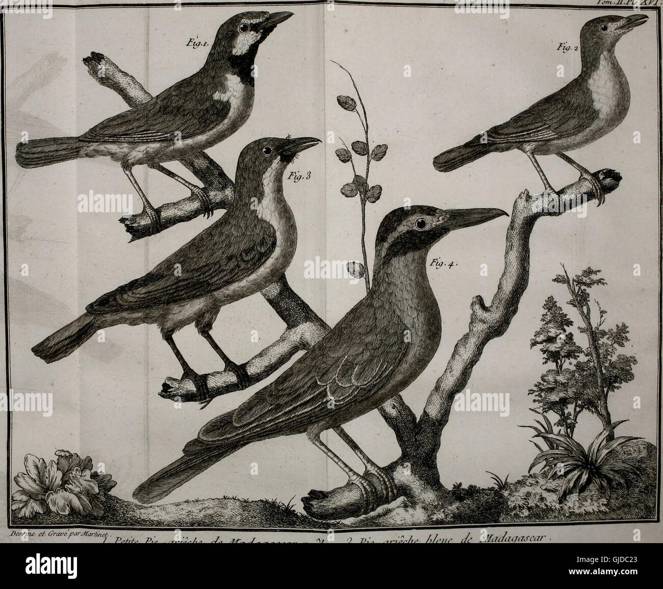 'Ornithologie' is a comprehensive ornithological work that categorizes ...