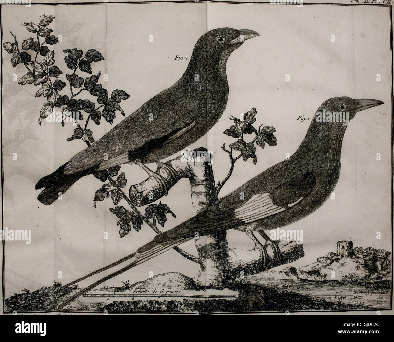 A comprehensive ornithological work detailing the classification of ...