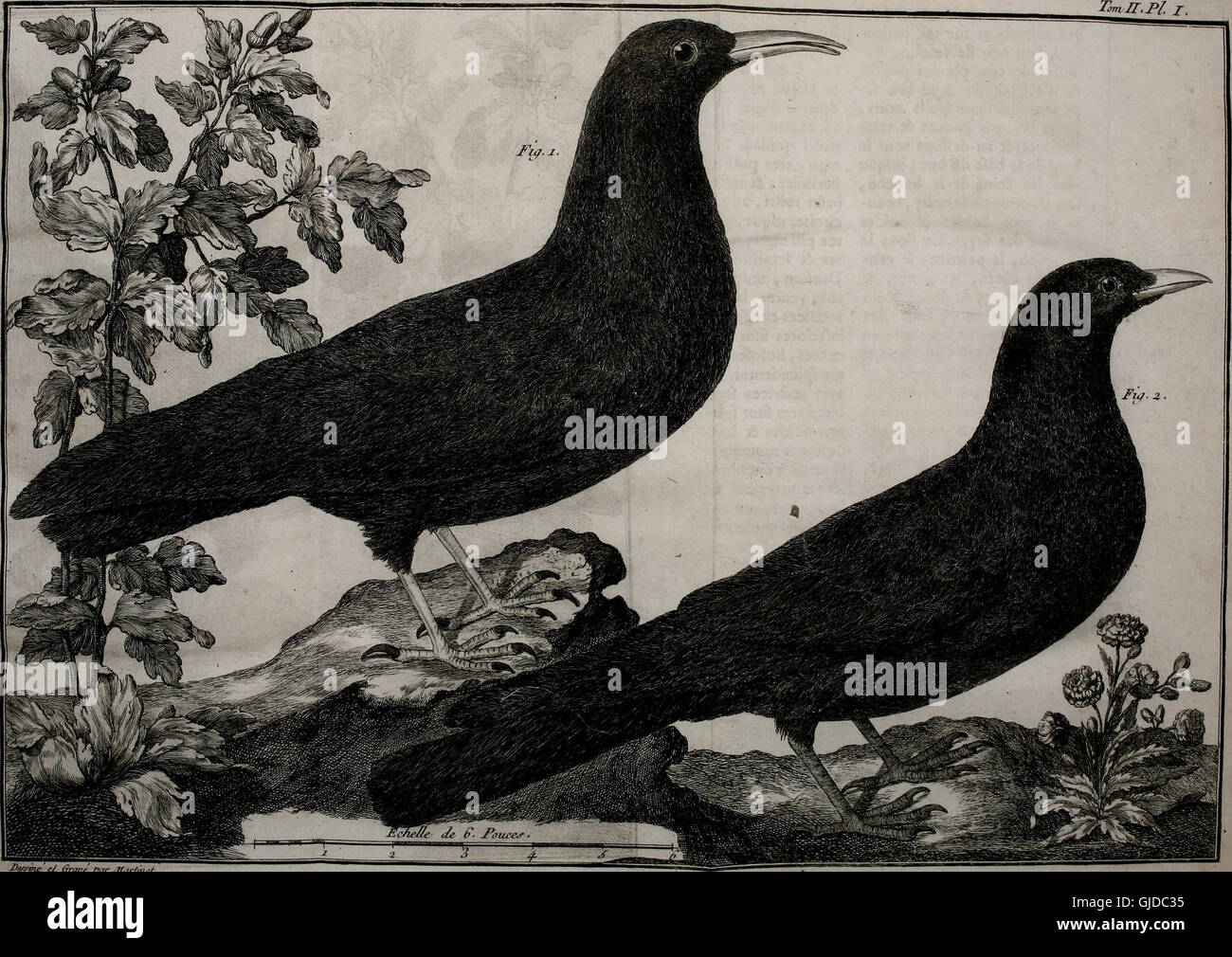 This work provides a systematic classification of birds, detailing ...