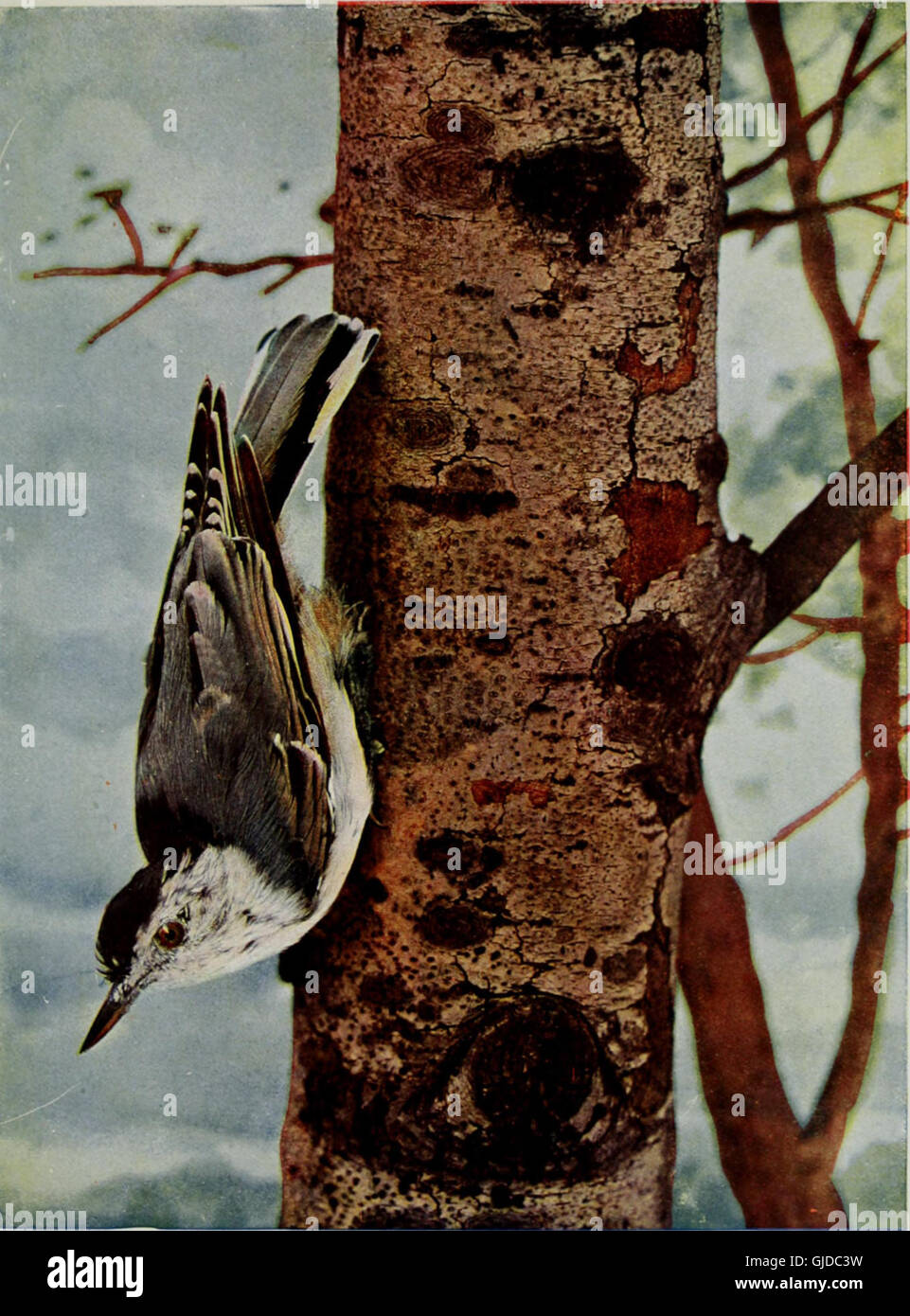 'Nature Neighbors' showcases various aspects of nature, including birds ...