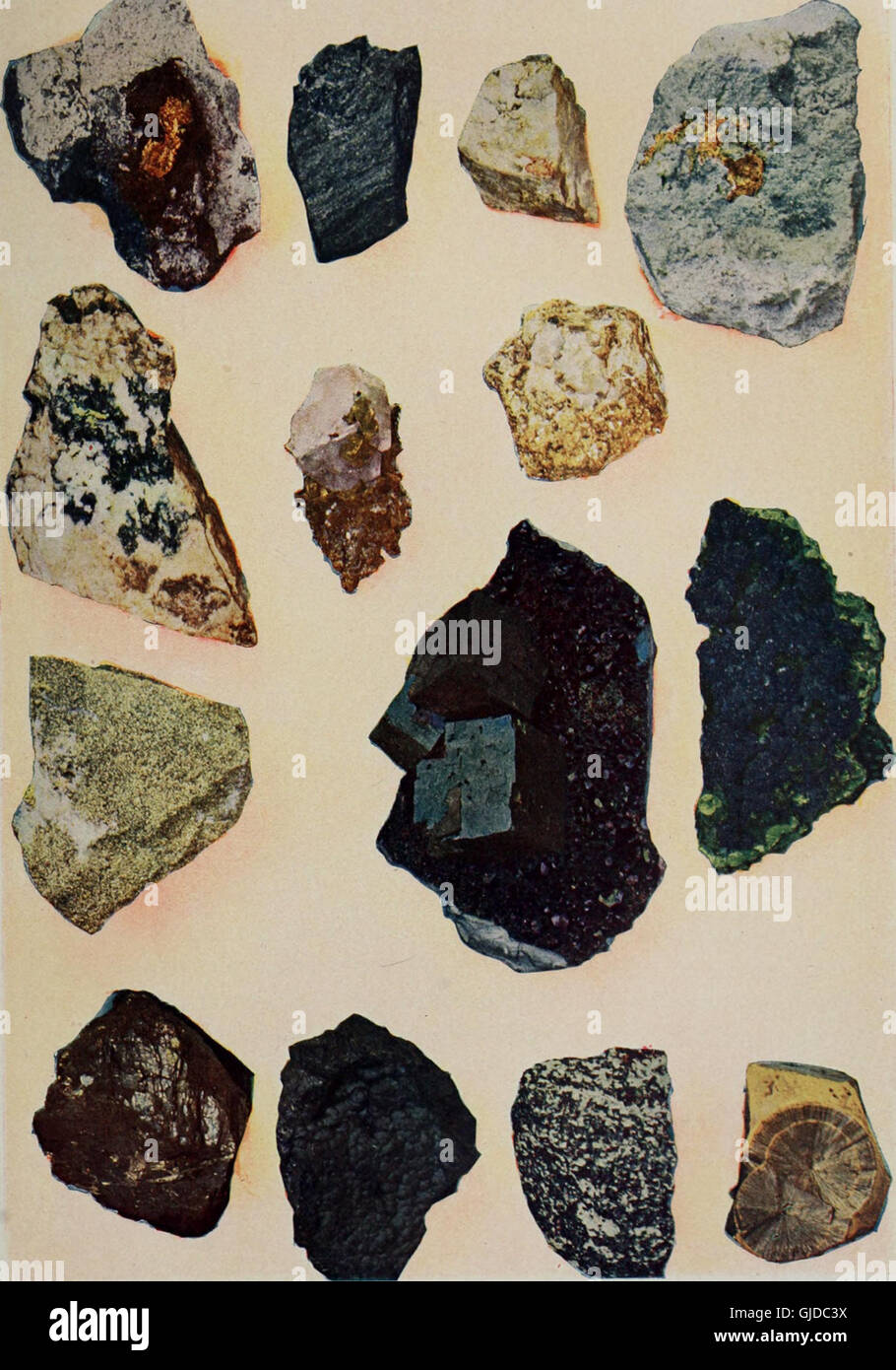 *Nature Neighbors* offers color photography of various natural subjects ...