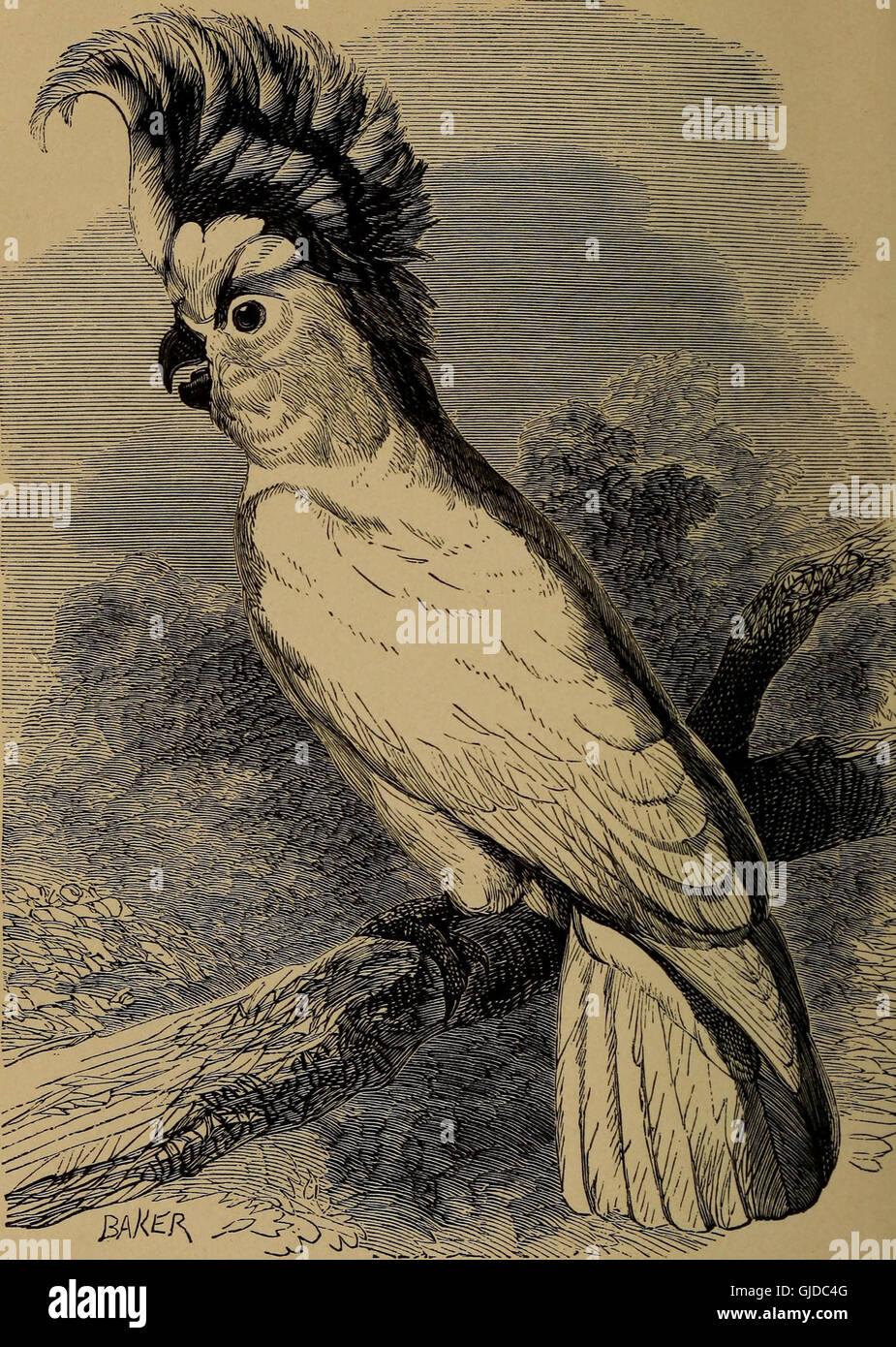 Cecil's Book of Birds, published in 1869, is a comprehensive guide to ...