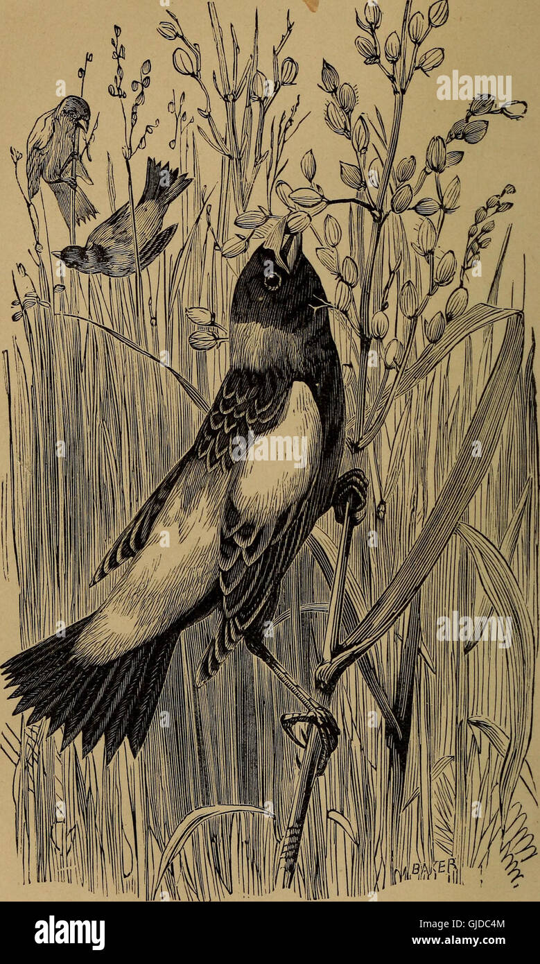 *Cecil's Book of Birds* (1869) is an illustrated guide to various bird ...