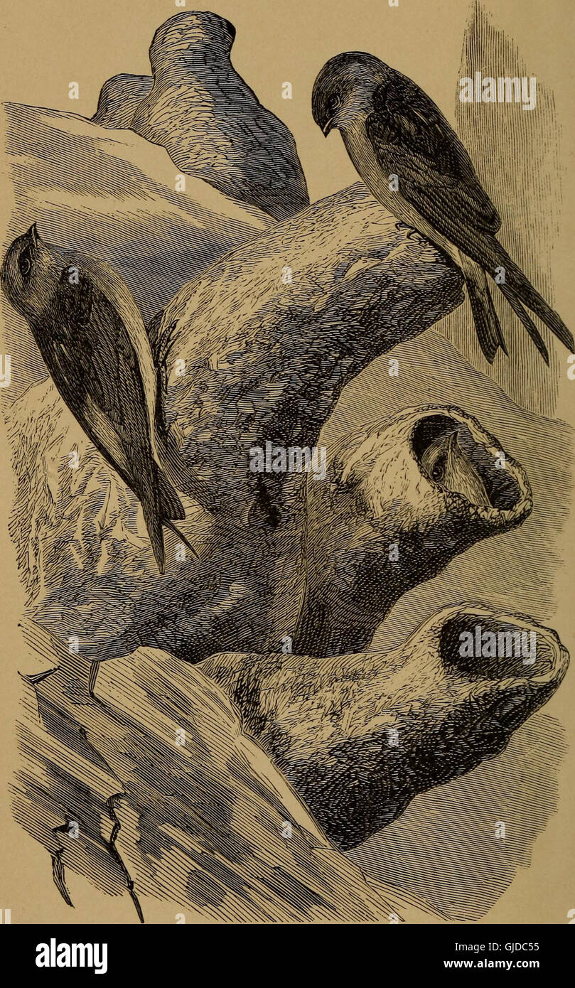 'Cecil's Book of Birds' (1869) provides a comprehensive guide to bird ...