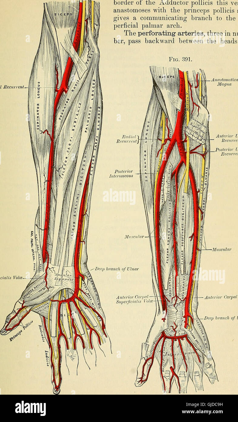 Anatomy, descriptive and surgical (1887 Stock Photo - Alamy