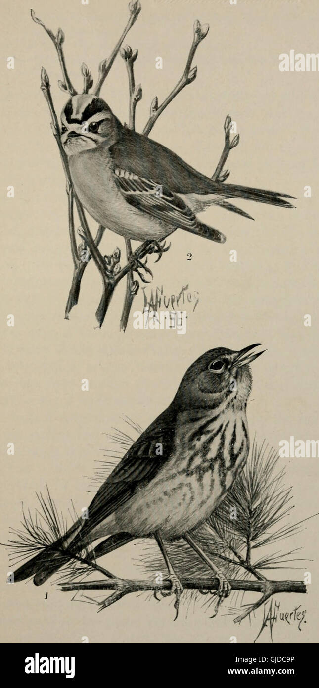 An 1897 field guide providing detailed descriptions and illustrations ...
