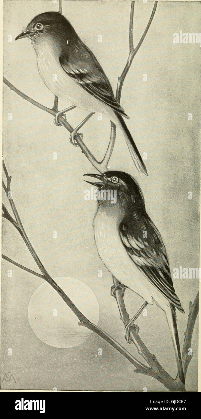 This field guide focuses on identifying bird species common in the ...