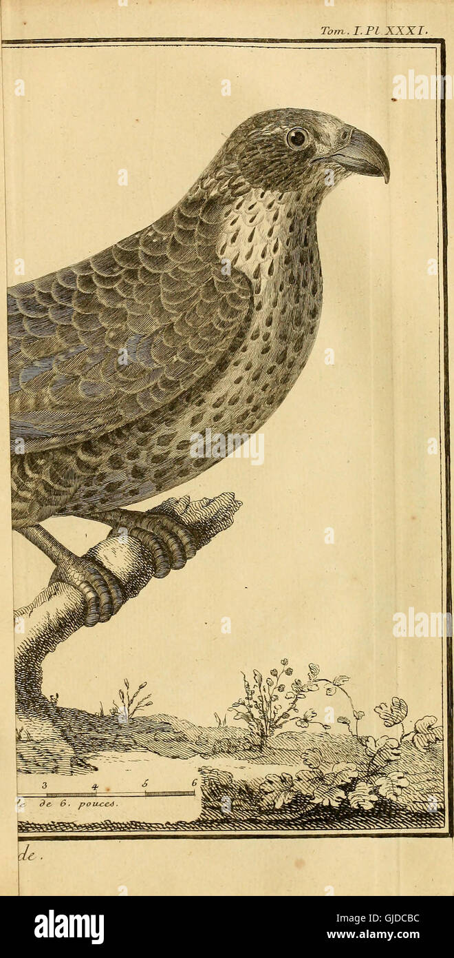 This ornithological work provides a methodical classification of birds ...