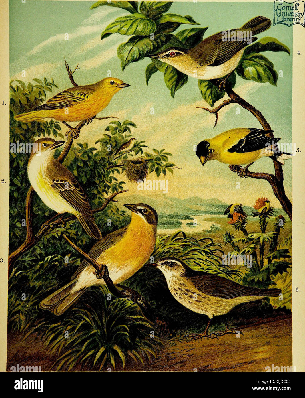 Our native birds of song and beauty, being a complete history of all ...