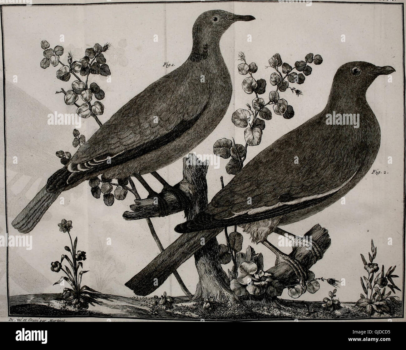 This work provides a detailed classification of birds into orders ...