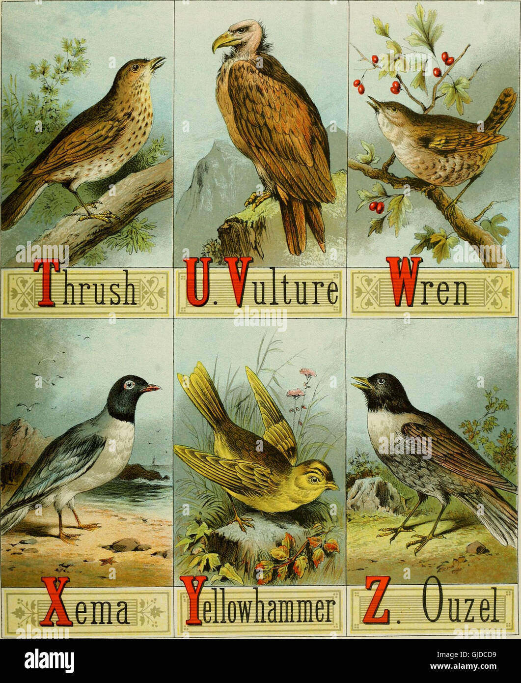 The 1874 *Picture Alphabet of Birds* is a visual guide to bird species ...
