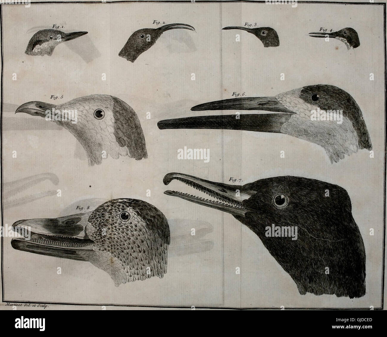 'Ornithologie' offers a methodical classification of birds, dividing ...