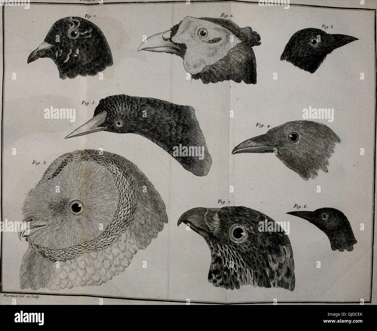 A methodical classification of birds into orders, sections, genera, and ...