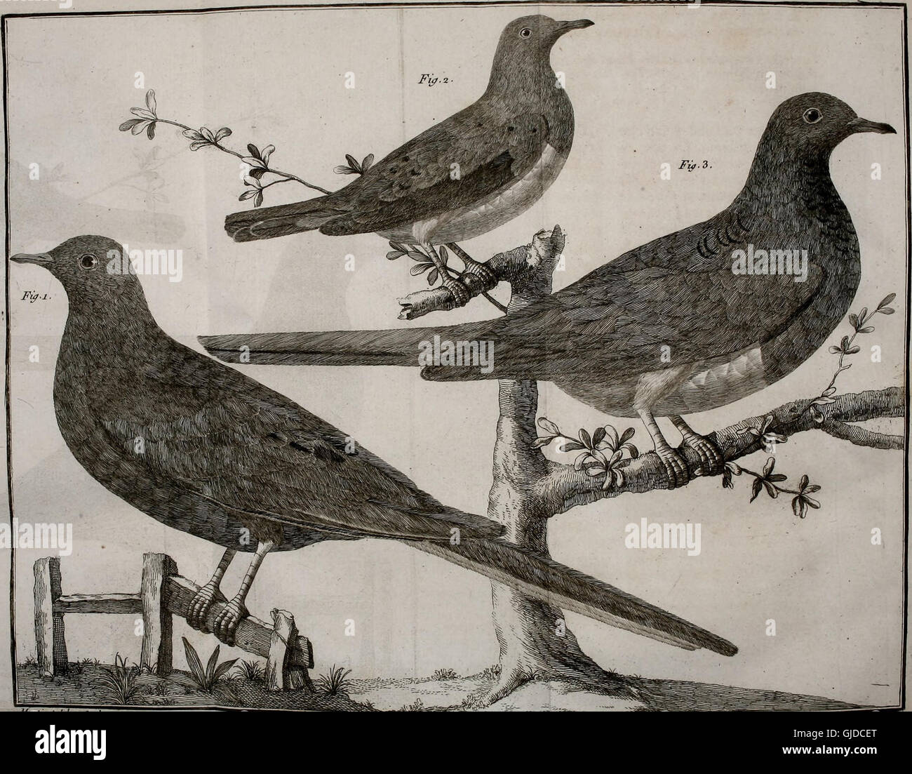 This 19th-century image is from a work on ornithology, describing the ...