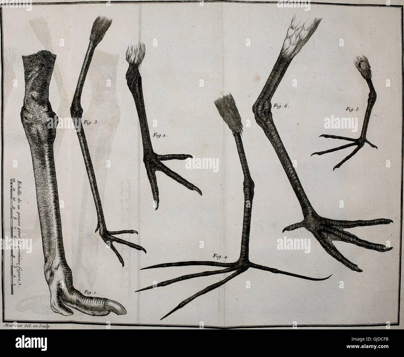 This work on ornithology provides a detailed method for classifying ...