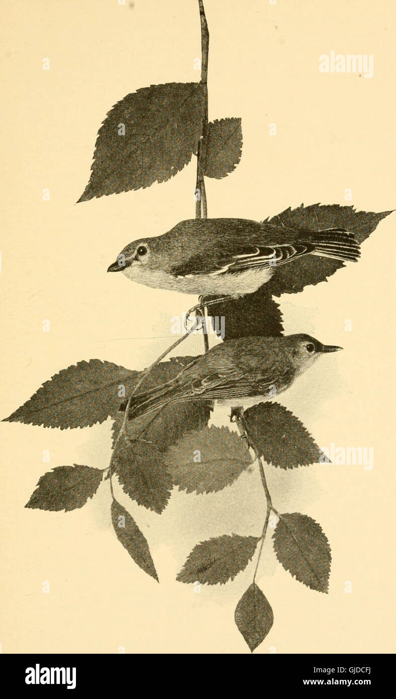 A comprehensive 1898 guide to the birds of eastern North America ...