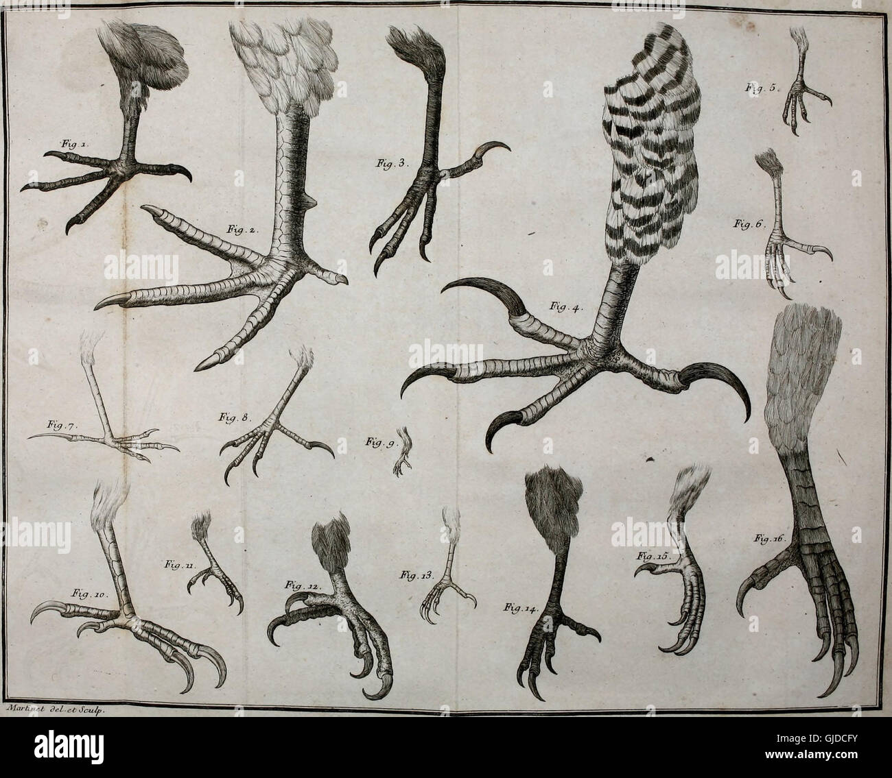 This work on ornithology provides a detailed classification of birds ...