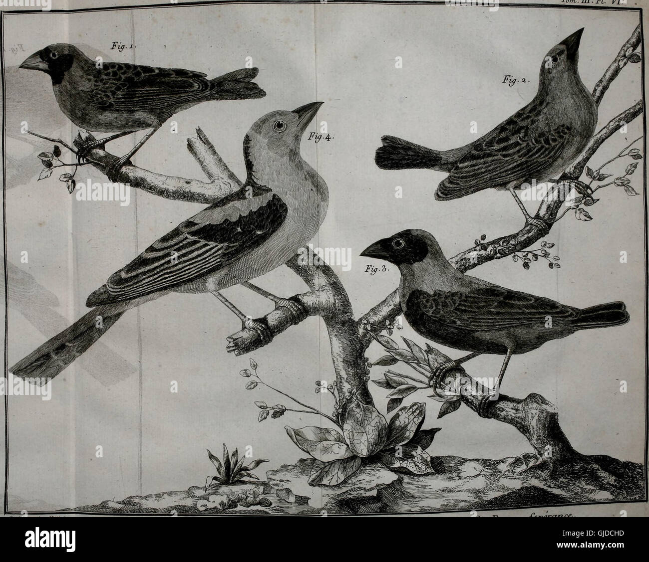 This comprehensive ornithological work outlines the classification of ...
