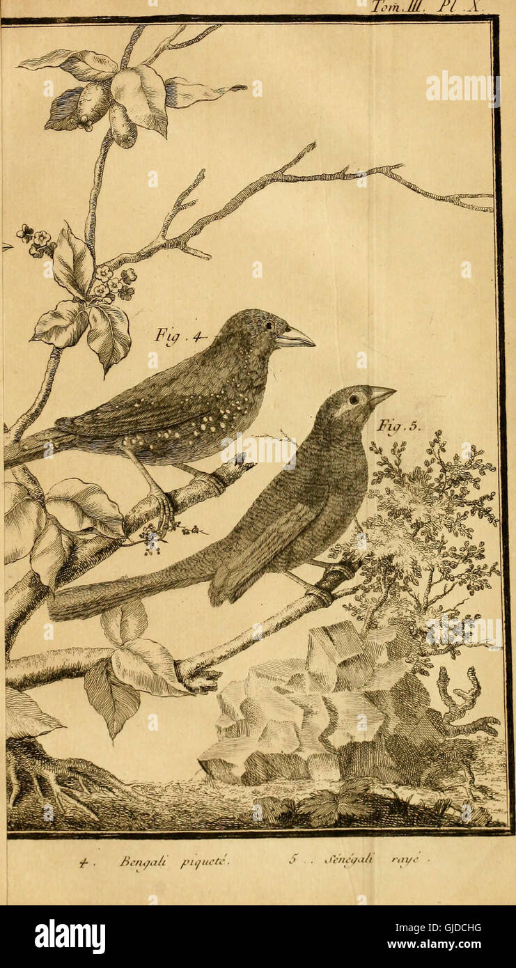 *Ornithologie* outlines the systematic classification of birds into ...