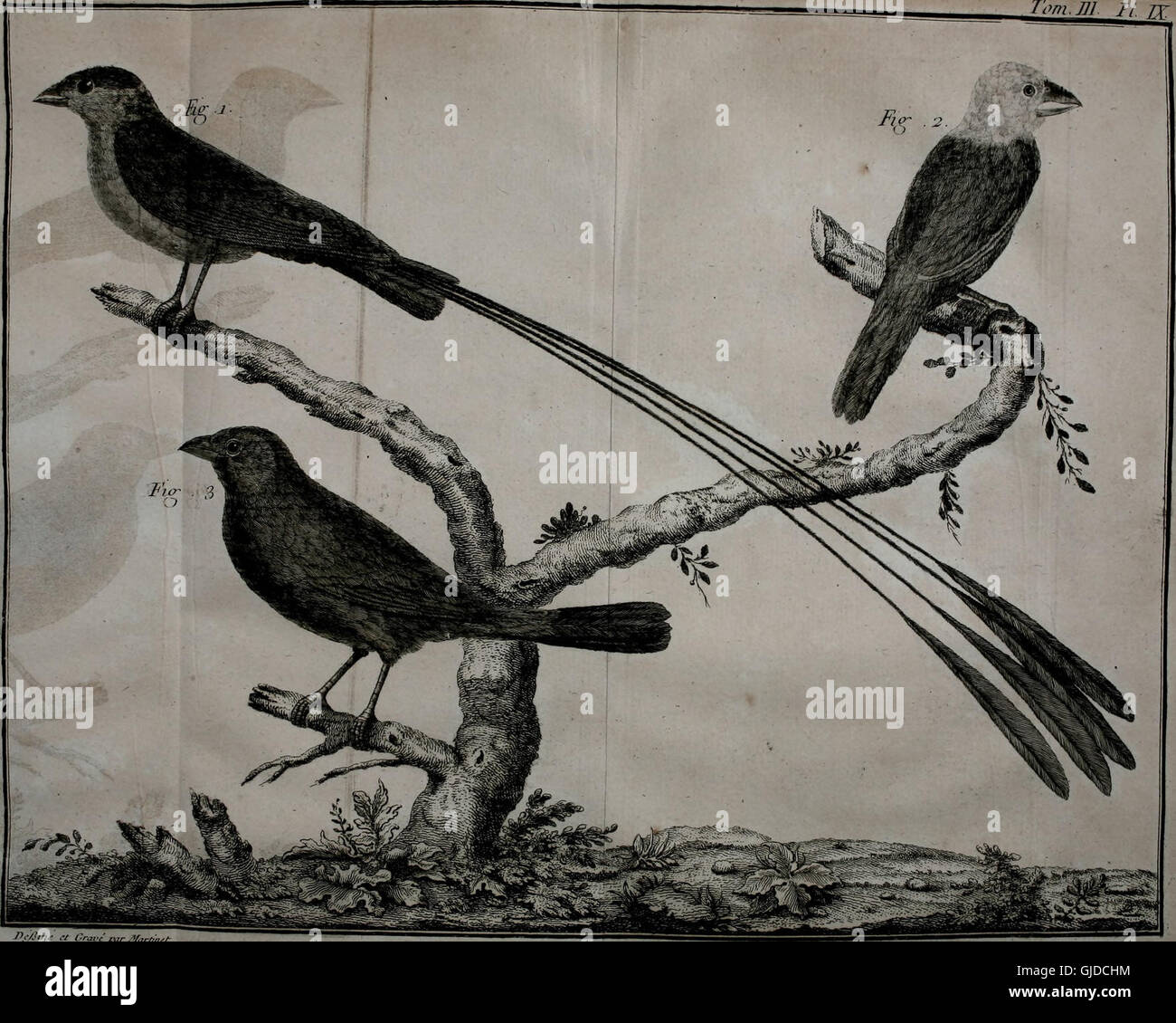 This 19th-century work on ornithology provides a methodical ...