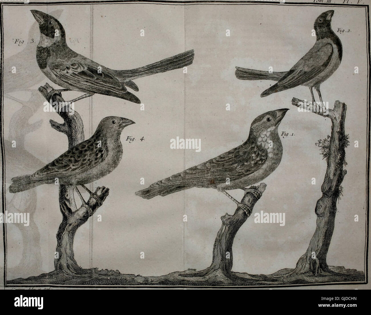 A comprehensive work on ornithology detailing the classification of ...
