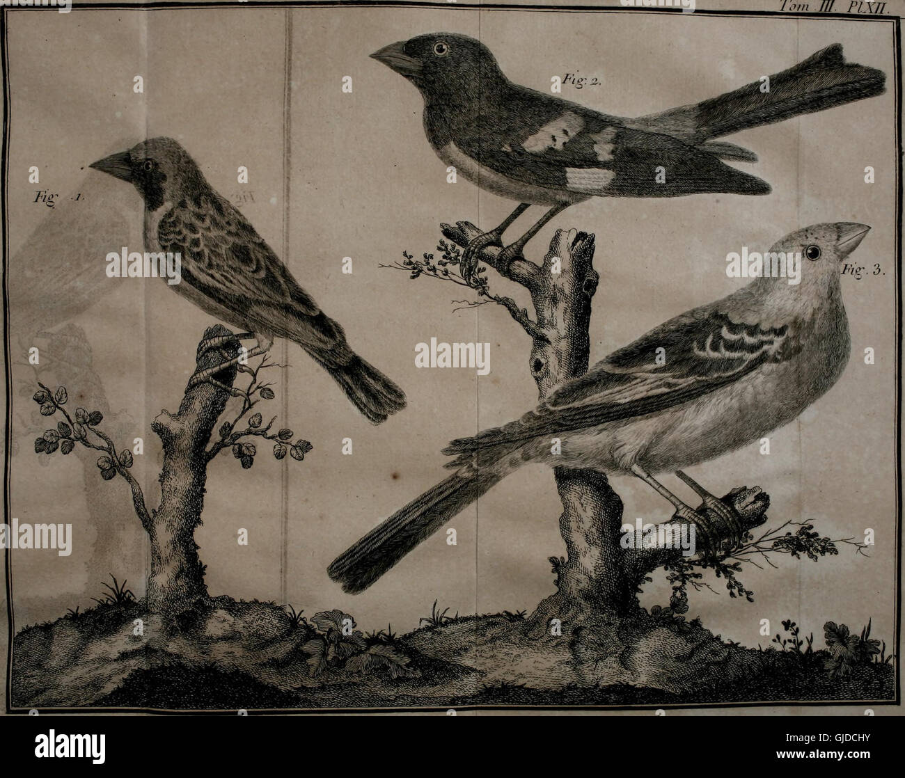 *Ornithologie* (translated: Ornithology) provides a systematic method ...